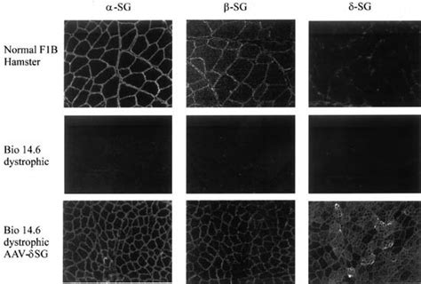 Restoration Of The Entire Sarcoglycan Complex To Wild Type Levels After