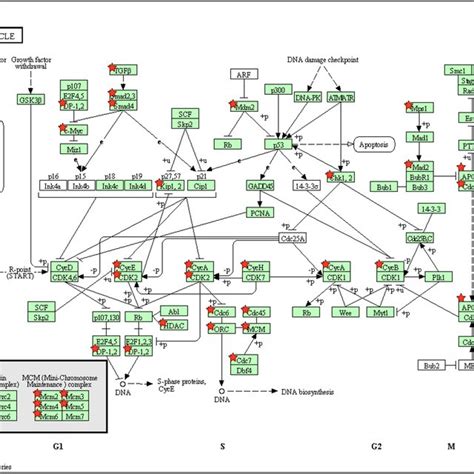 Summary Of The Meta Analysis Workflow Download Table