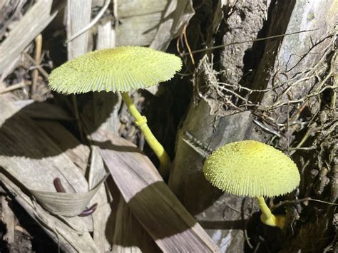 Fragile Dapperling From 壽山國家自然公園 鼓山區 Khh Tw On August 22 2024 At 08 03 Pm By 柯耀源 · Inaturalist