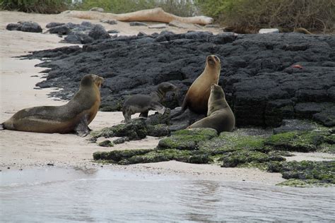 Sea Lions Of The Galapagos Islands By Galapagos Insiders