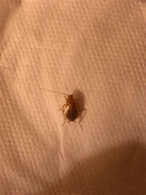 Please Tell Me This Isnt A Beg Bug Just Found Another One Just Like It In The Airbnb We Are