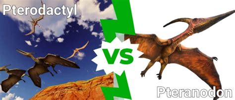 Pterodactyl Vs Pteranodon Whats The Difference Imp World
