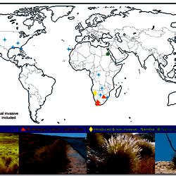 Global Locations Where Differentially Invasive And Native Range