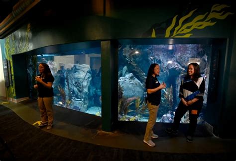 Marking 25 Years In Long Beach New Aquarium Of Pacific Gallery