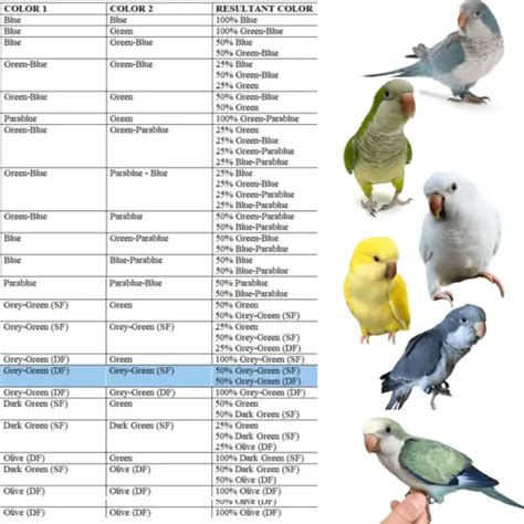 Take Care Of A Monk Parakeet Quaker Parrot Lifespan Coste And Care