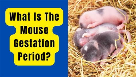Seals Gestation Period At Lisa Hawke Blog