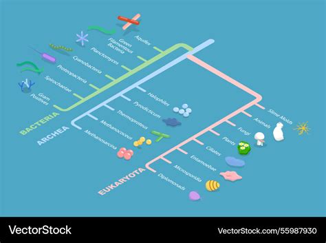 Classification Of Plants Vector Images Over 140