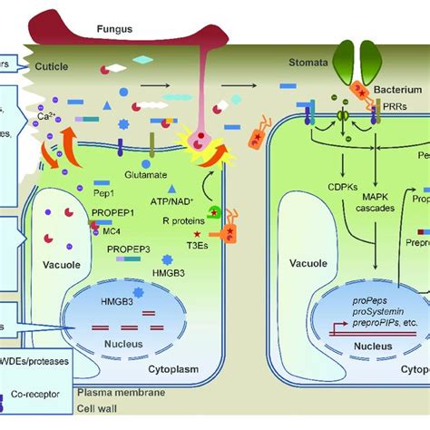 Damp Triggered Immunity In Plants Pathogen Invasion Disrupts Plant Download Scientific