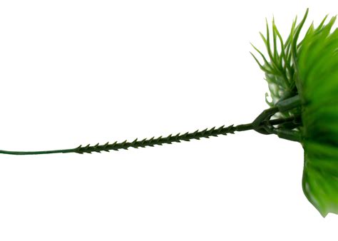6″ Moss Grass Pick Wholesale Flowers And Supplies