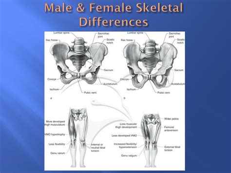 Ppt The Skeletal System Powerpoint Presentation Free Download Id