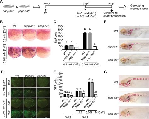 The Metalloproteinase Papp Aa Controls Epithelial Cell Quiescence Proliferation Transition Elife