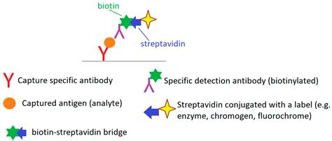 Biotin Supplementation—the Cause Of Hypersensitivity And Significant