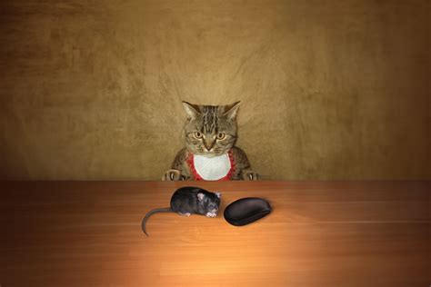 The Mouse Was Given To The World In 1981 Axxiem