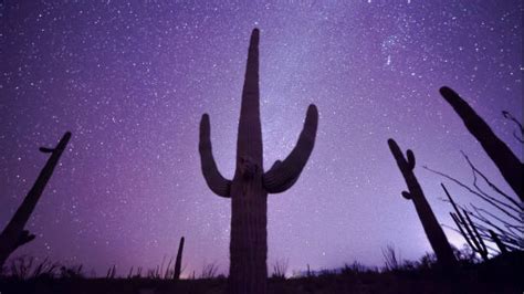 Sonoran Desert Night