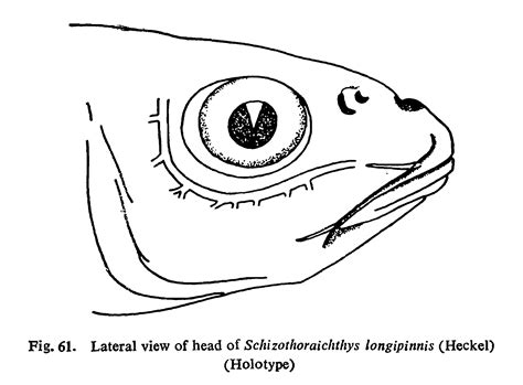 Schizopyge Curvifrons Heckel 1838