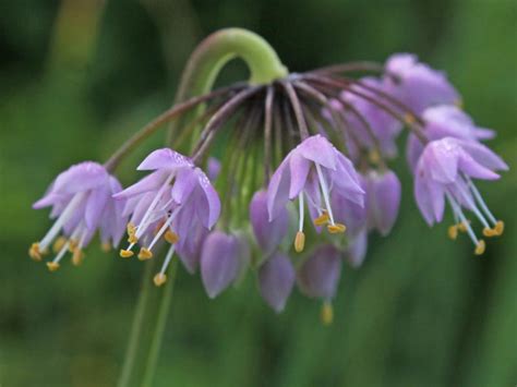 Allium Cernuum