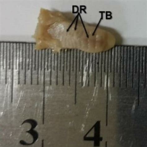 Sagittal Section Through The Body Of Tongue In Local Mice Download Scientific Diagram