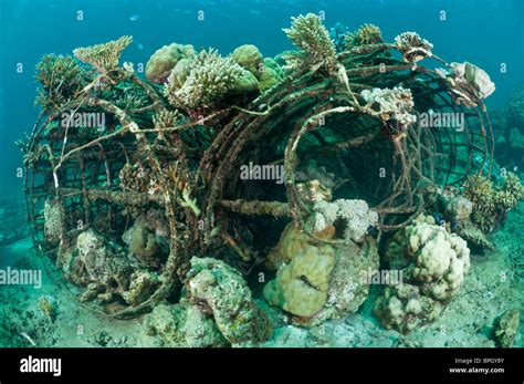 Healthy Hard Corals Growing On A Biorock Reef Restoration Structure