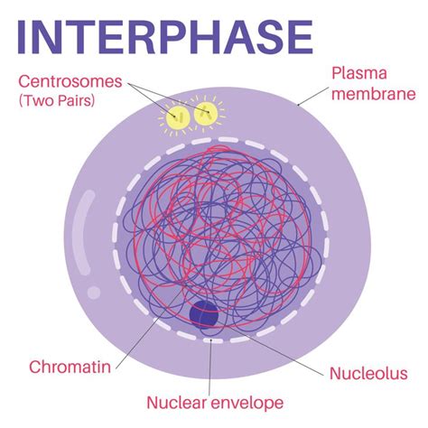 Interphase Is The Portion Of The Cell Cycle Cell Cycle Interphase