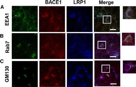 Lrp1 Downregulates The Alzheimers β Secretase Bace1 By Modulating Its
