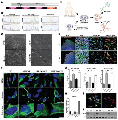 Modeling Of Trex1 Dependent Autoimmune Disease Using Human Stem Cells