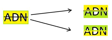 ReplicaciÓn De Los Adns Mitocondrial Y Procariota Dna Didactic Blog
