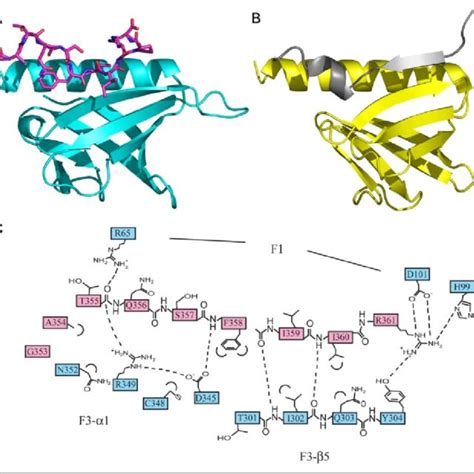 Structure And Sequence Comparison Of The Fak Ferm Domain A Schematic