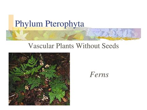 Ppt Plant Classification Powerpoint Presentation Free Download Id