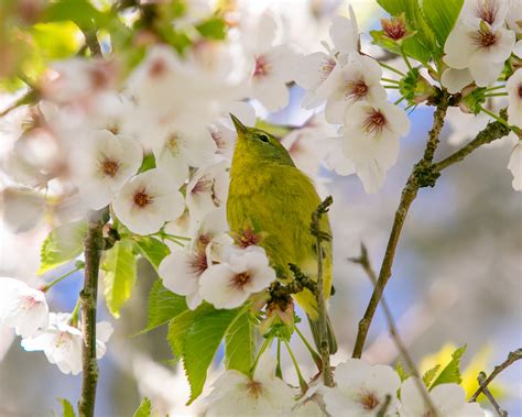 A Sucker For Sakura Angie Windheim