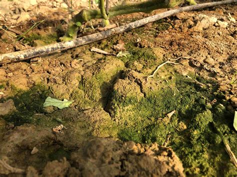 Biofilm In Irrigation Systems Azud