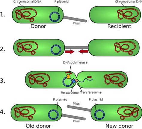 Difference Between Plasmid And Transposon Definition Classes