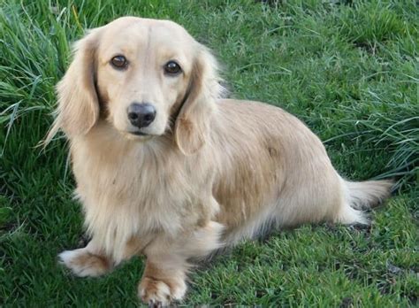 10 Rarest Dachshund Colors In The World Dachshund Colors