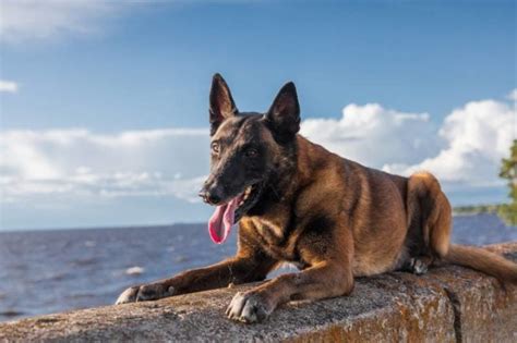 12 Belgian Malinois Colors And Patterns With Pictures Hepper Pet