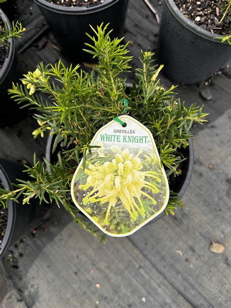 White Knight Killuke Nursery