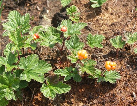 Cloudberry Rubus Chamaemorus