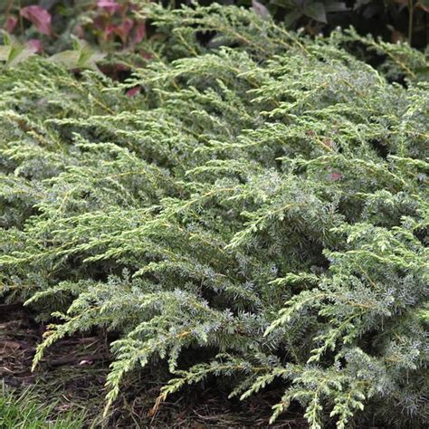 Juniper Shrub Varieties