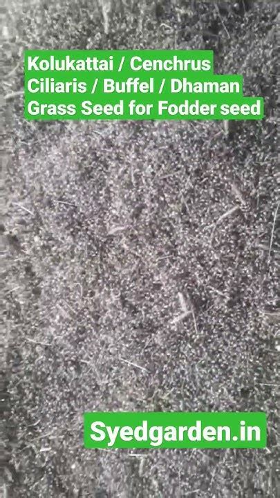 Kolukattai Cenchrus Ciliaris Buffel Dhaman Grass Seed For Fodder Available Youtube