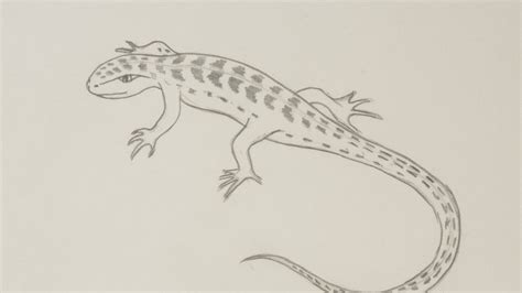 Draw A Lizard By Pencil Diy Crafts Guidecentral Youtube