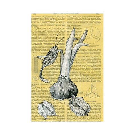 Grasshopper And Corm Postcardpress