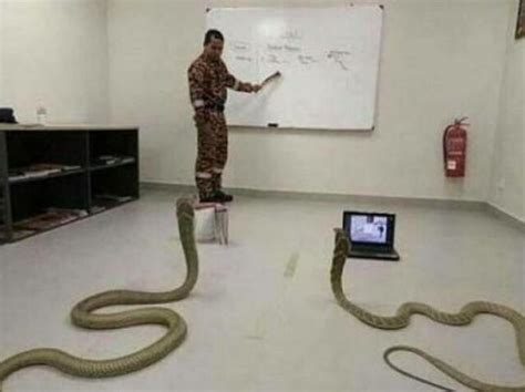 Shhh The Eels Are In School Right Now Rsplatoon