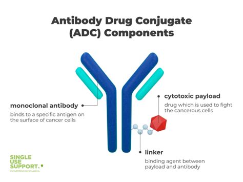 From Lab To Clinic The Journey Of Antibody Drug Conjugates In Revolutionizing Cancer Care