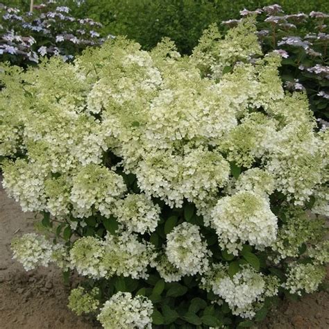 Wee Bit Giddy® Bigleaf Hydrangea Proven Winners Colorchoice Flowering
