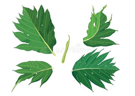 Breadfruit Leaf Stock Illustrations 611 Breadfruit Leaf Stock Illustrations Vectors And Clipart