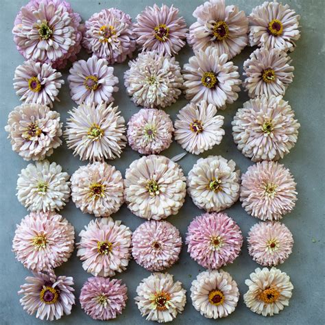 Zinnia Dawn Creek Blush Floret Library