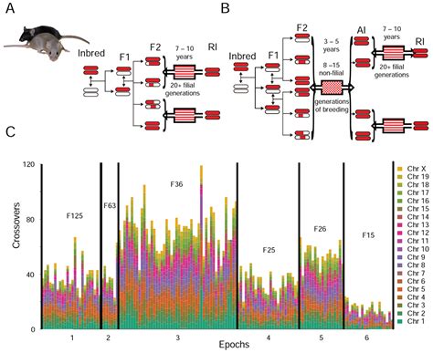 A Platform For Experimental Precision Medicine The Extended Bxd Mouse