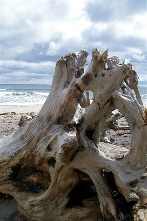 Pin By E Stawicka On Morze Driftwood Beach Nature Pictures