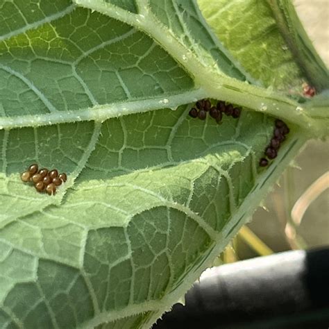 Tiny Eggs Rutahgardeners