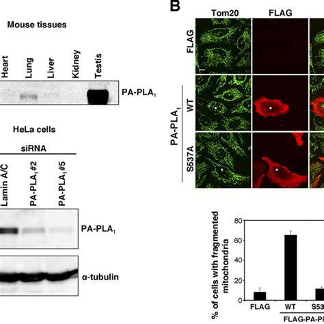 Mitochondrial Morphology In Pa Pla 1 Mef Cells Mefs Isolated From