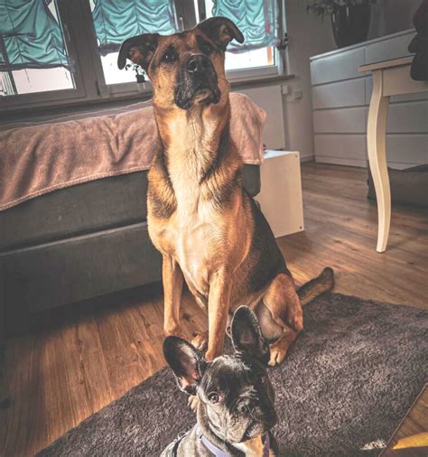 Jonny Walker Tierhilfe Franken Ev