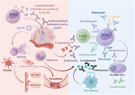 Antiphospholipid Syndrome Creative Diagnostics